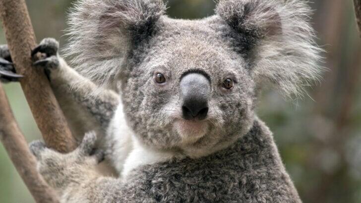 10 Ways Koalas Are Affected by Climate Change - NewsBreak