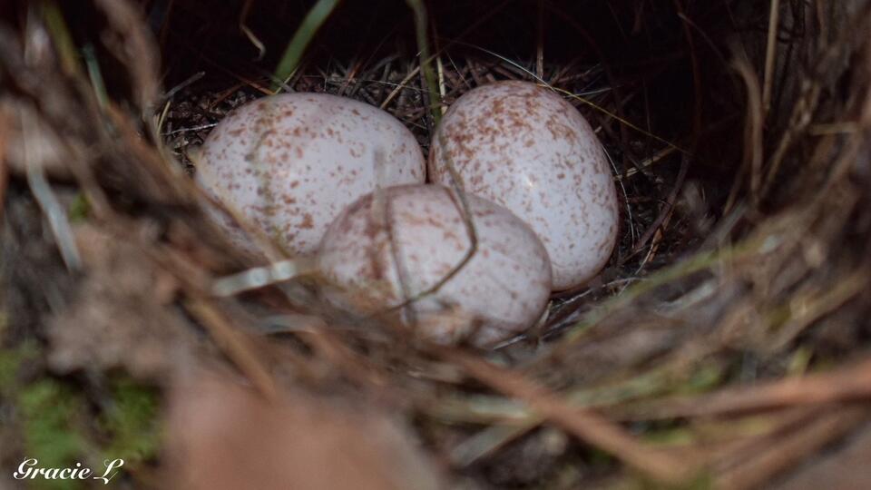Can An Egg with Two Yolks Inside Hatch Twins? - NewsBreak