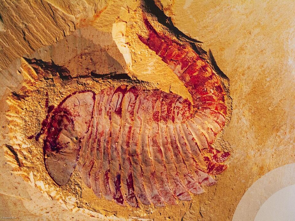 Ancient Lake Beds That Preserve Prehistoric Life in Stunning Detail ...