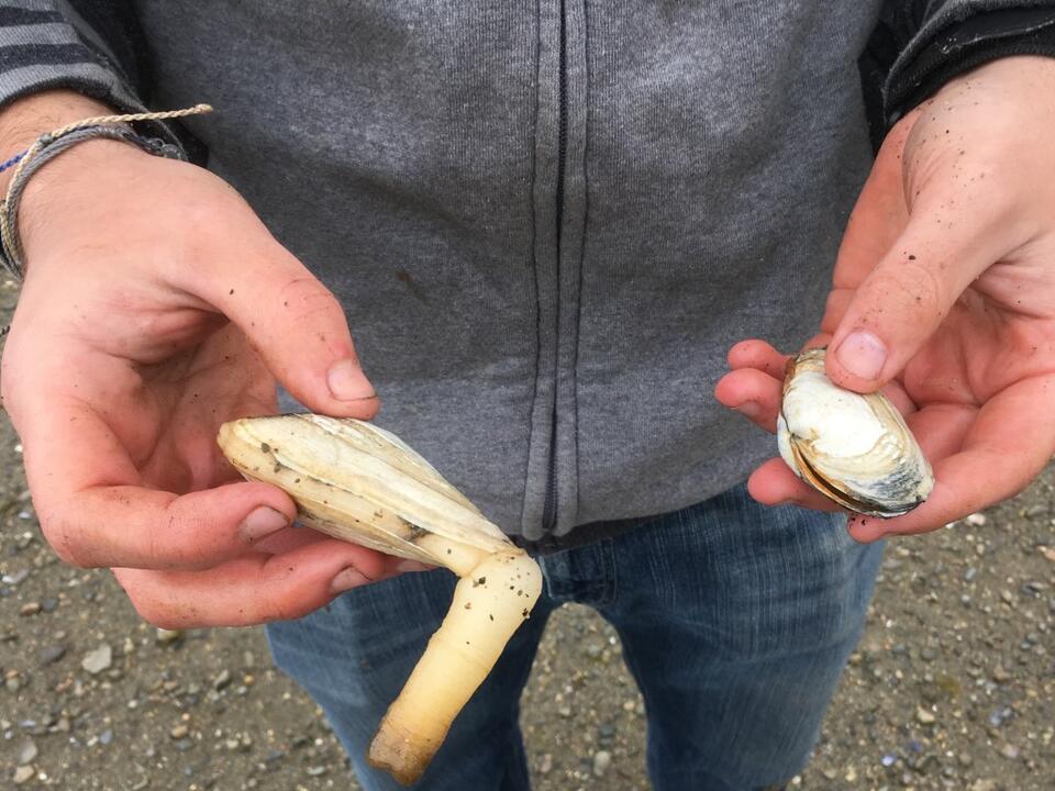 The inside scoop on how to dig for clams in Maine