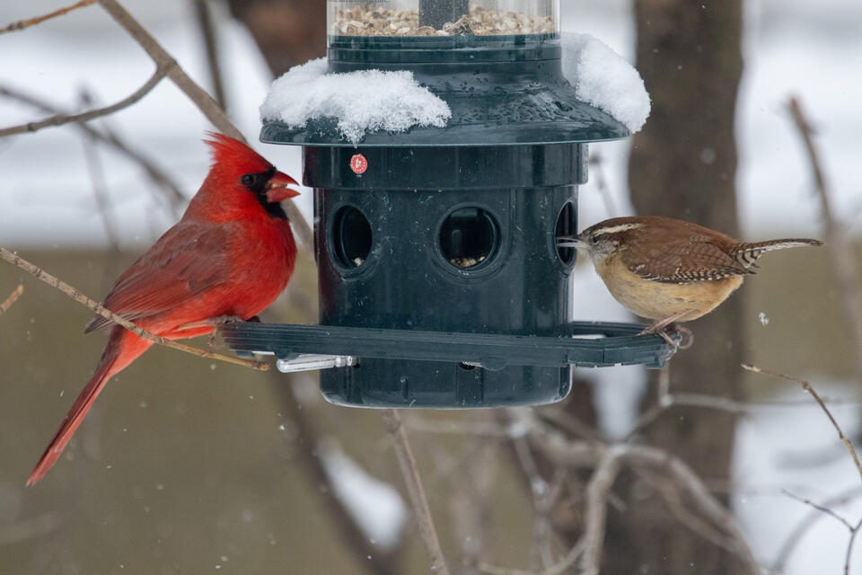 Seneca Rocks Audubon Winter Bird Seed Sale Happening Now Until January ...