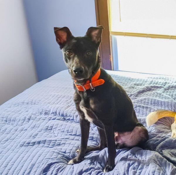 These Minneapolis, MN based Dogs are the latest up for adoption and in ...