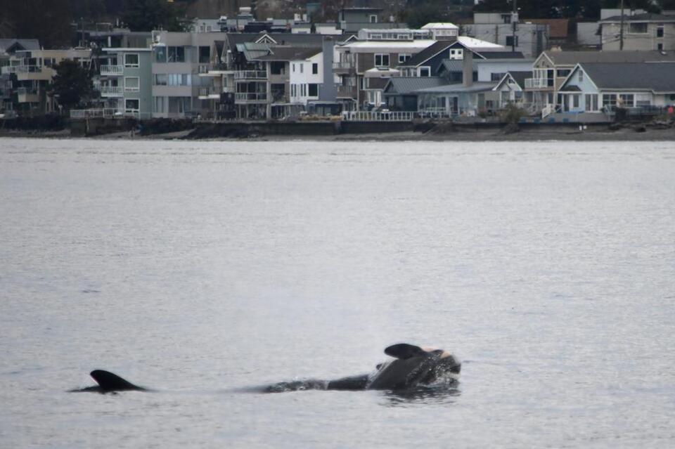 Orca mom seen mourning latest dead calf in same heartbreaking way she ...