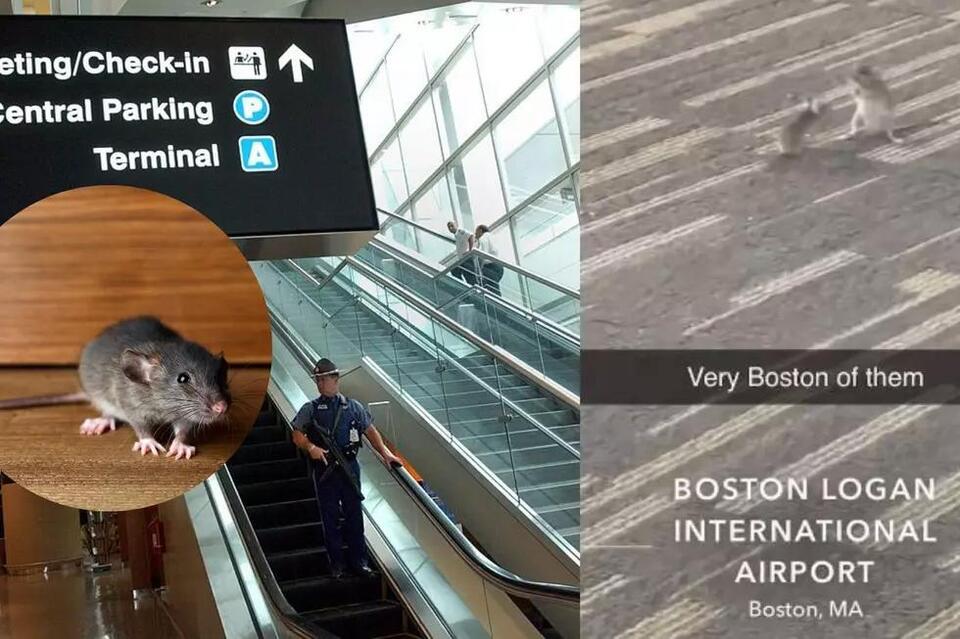 Boston Logan International Airport May Have a Mice Problem… - NewsBreak