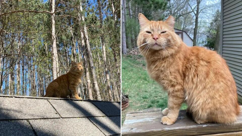 Michigan Man’s Year-Long Effort To Befriend A Stray Cat Ends In The ...