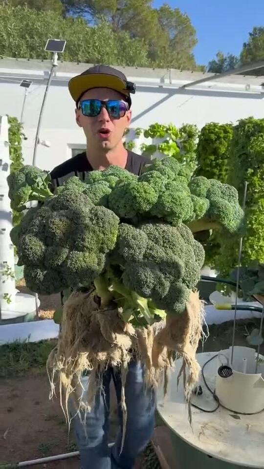 Vertical farming with broccoli on an aeroponic tower #broccoli #farming ...