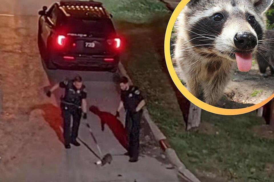 Ohio Police Triumphantly Save Raccoon With Head Stuck in Mayo Jar ...
