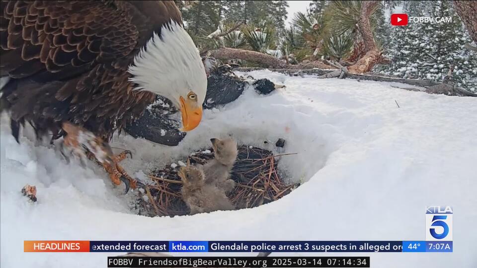 Missing bald eagle chick may have died in nest, observers say - NewsBreak