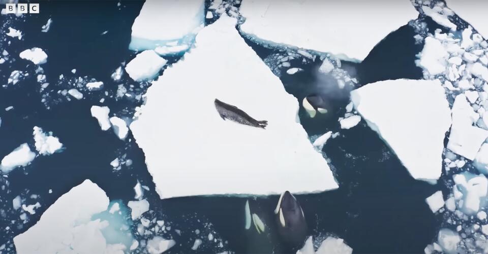 Video Showing Killer Whales’ Hunting Tactics Demonstrates Why Orcas Are ...