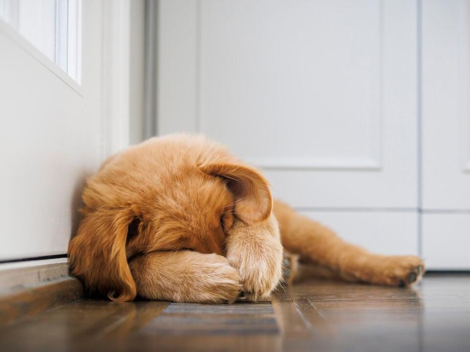 Golden Retriever Puppy's New 'Fear Phase' Has Her Terrified of the Moon