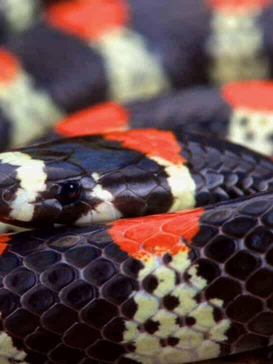 Coral Snake Bite Precautions - NewsBreak