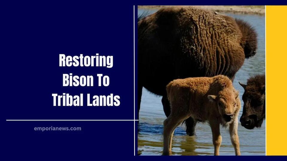 Restoring Bison To Tribal Lands: How Indigenous Tribes Are Reclaiming ...