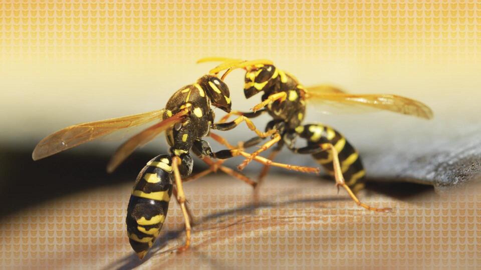 10 Stinging Insects in Las Vegas You Should Know About - NewsBreak