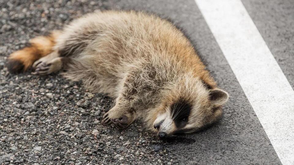 Roadkill Laws in Virginia: Legal Guidelines, Safety, and Penalties ...