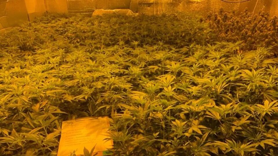 Thousands of illegal marijuana plants seized in 2 separate drug busts ...