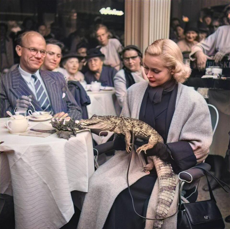How Alligators and Humans Became Friends—Kind Of - NewsBreak