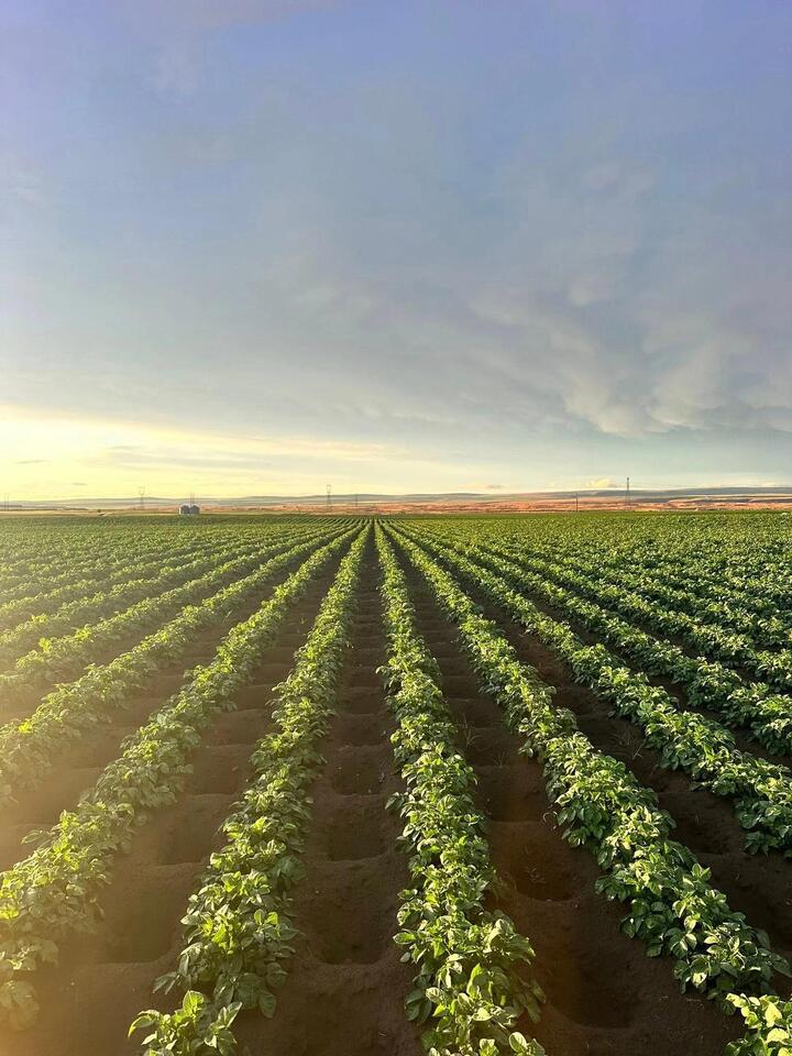 The Washington State Potato SECRET That Shocks Everyone - NewsBreak