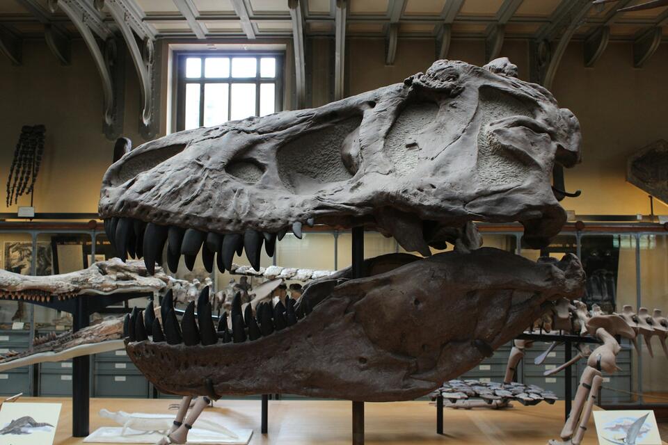 How Long Did Dinosaurs Live? Fossil Evidence of Their Lifespan - NewsBreak