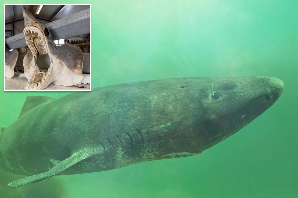 Blind shark that lives for up to 500 years reveals new secrets that ...