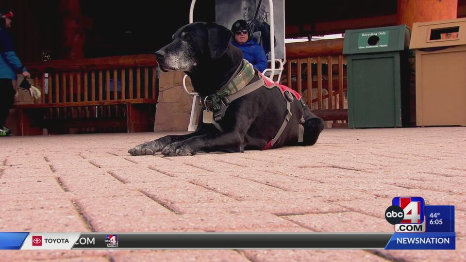 ‘It keeps him alive’: Deer Valley avalanche rescue dog celebrates 15th ...
