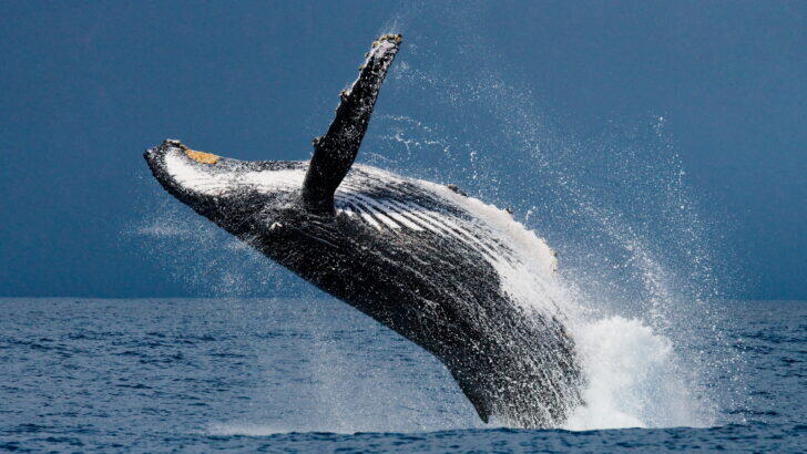 Animals That Have Come Back From Extinction - NewsBreak