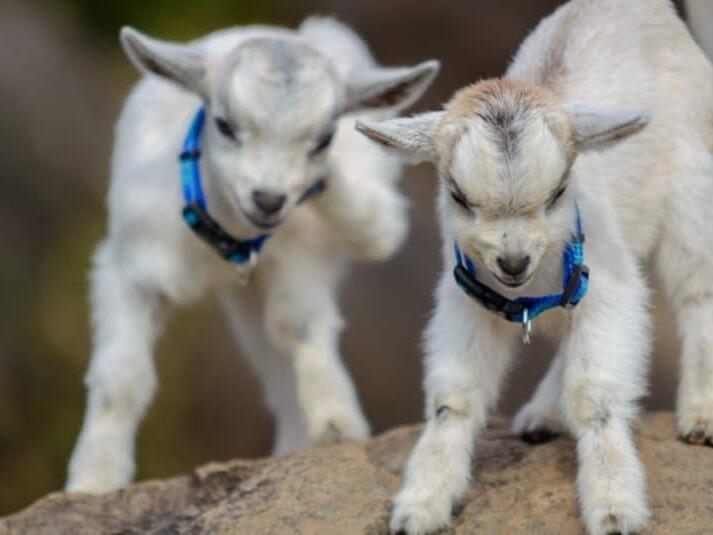 52 Baby Animal Names: The Big List