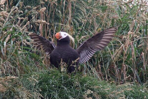 The Puffin Pop - NewsBreak