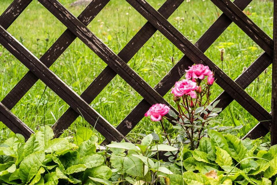 Neighbors Could Sue Over These 9 Popular Backyard Add-Ons - NewsBreak