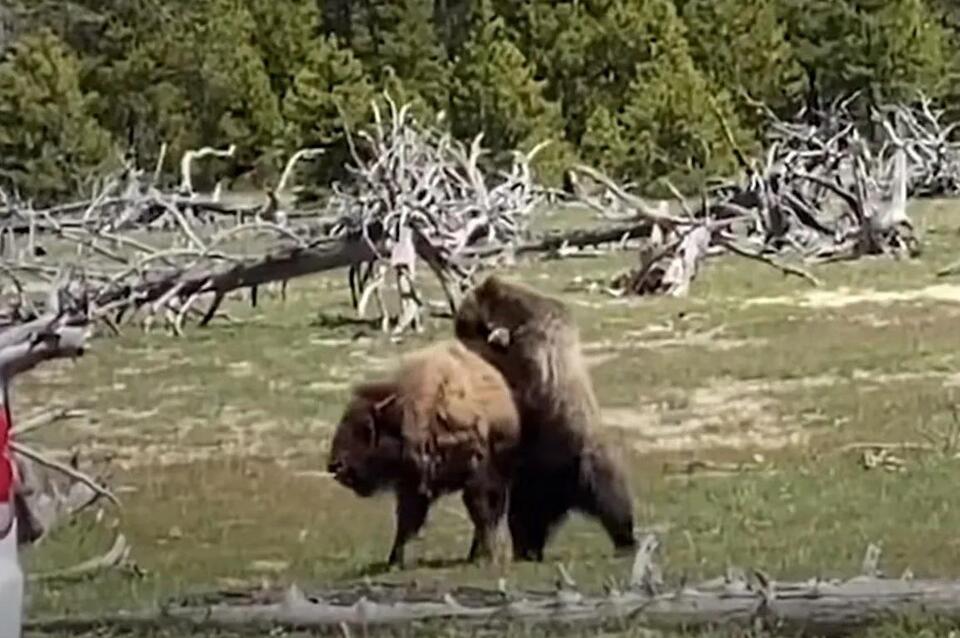 Young Bison Goes To War With Attacking Grizzly Bear In Yellowstone ...
