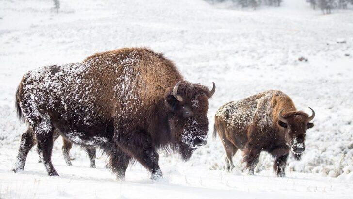 Where the Buffalo Roam: Restoring a US Icon to Its Natural Habitat ...