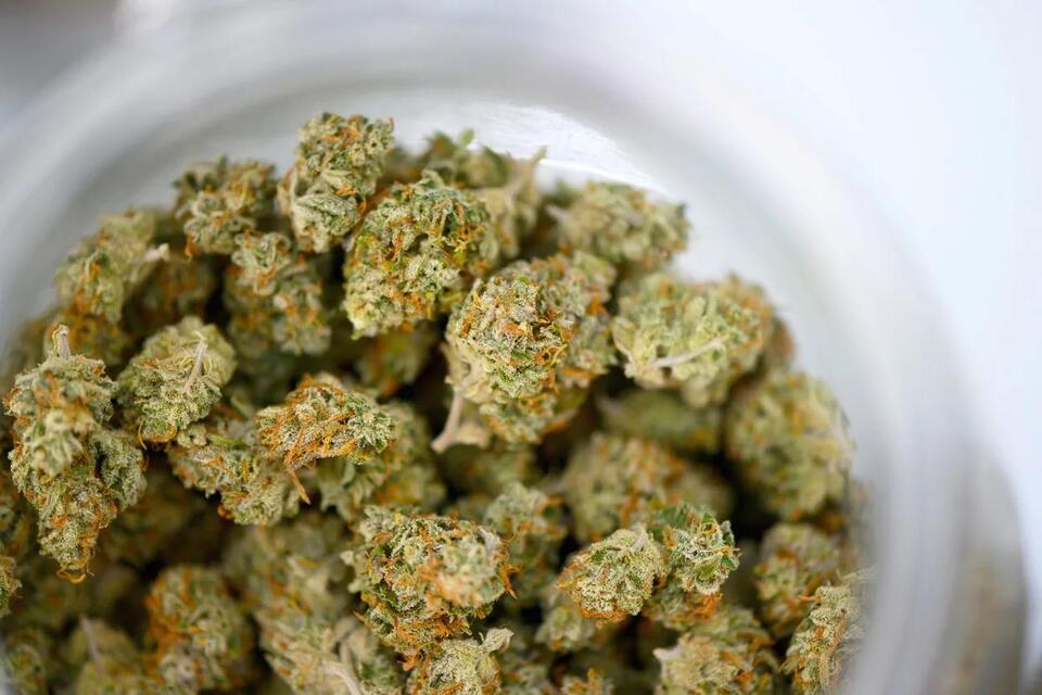 The Best Tips for Entering into the Legal Cannabis Industry - NewsBreak