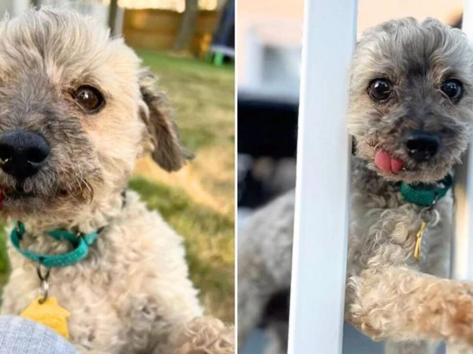 All This Toothless 10-Year-Old Poodle Wants Is Someone To Love Him In ...