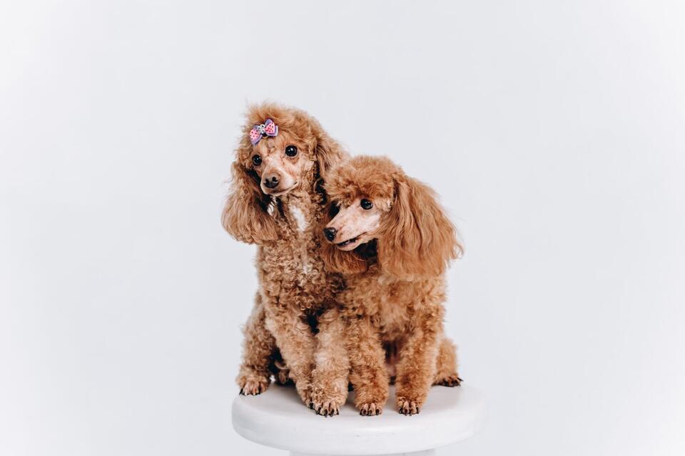 Male vs. Female Poodle: 4 Key Differences - NewsBreak