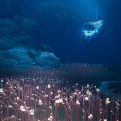 The Deepest Complex Ecosystem Ever Discovered Has Been Found 9,000 ...