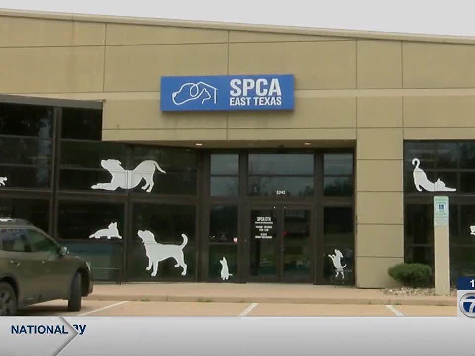 SPCA of East Texas helps 17 dogs recover from abusive situation