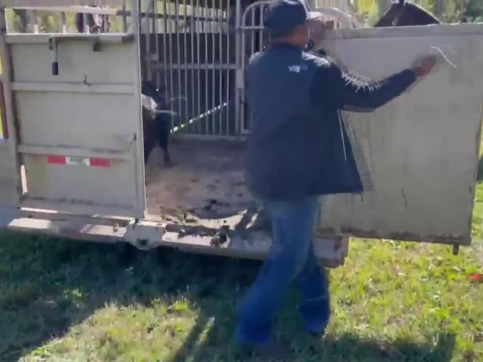 Cow catcher brings calf home after month on the loose