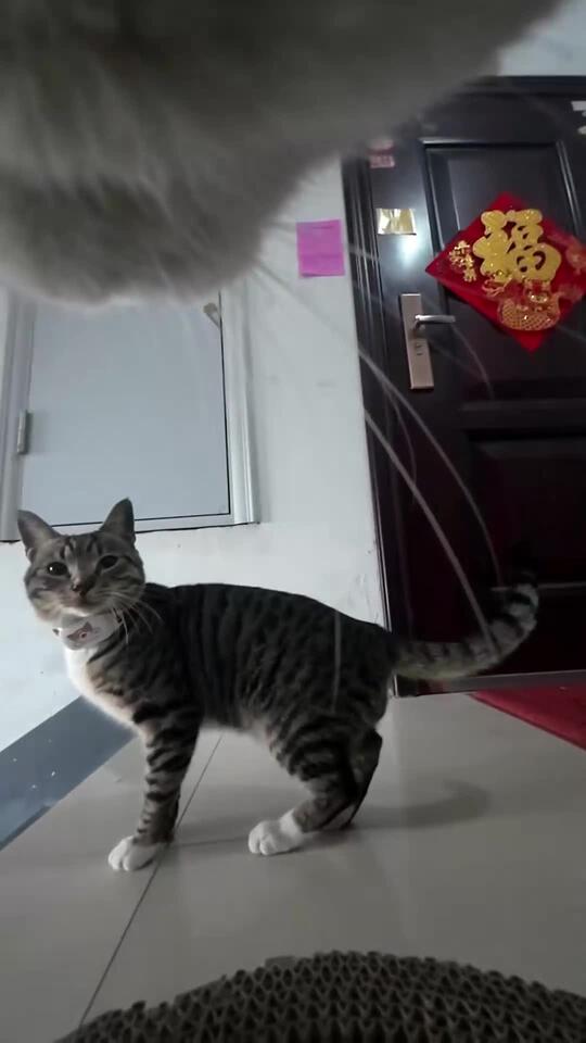 Dou sha teaches a lesson to the provocative tabby cat brothercatsof ...