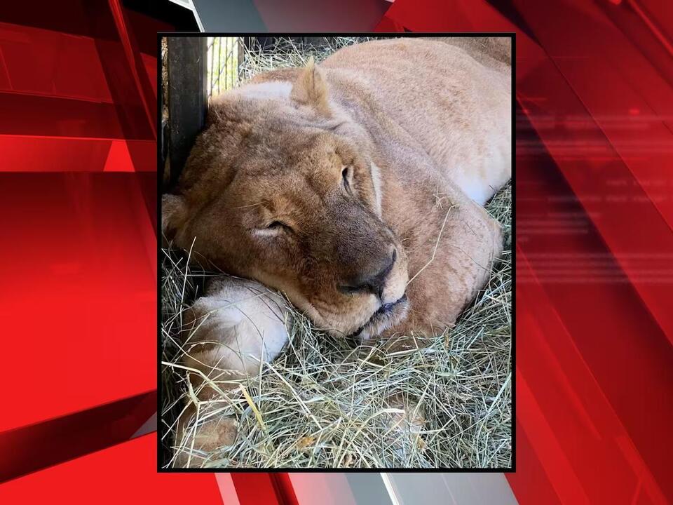 Northeast Ohio animal rescue center asking for meat donations for sick lion