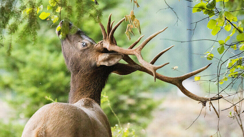 2026 Washington big game hunting regulations now available; special ...