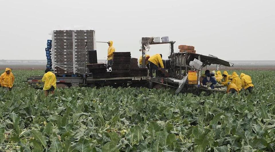 Home Grown: Heavy rain impacts crops in Yuma County - NewsBreak