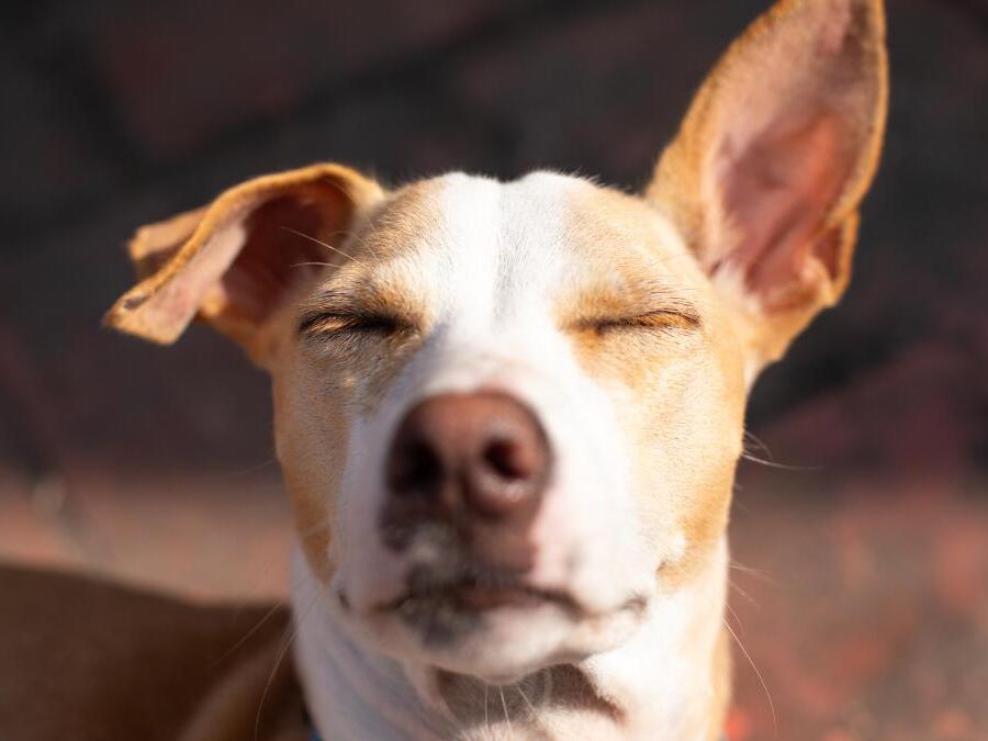 Do Dogs Need Sunscreen? Keep Your Furry Friend Safe in the Summer Sun