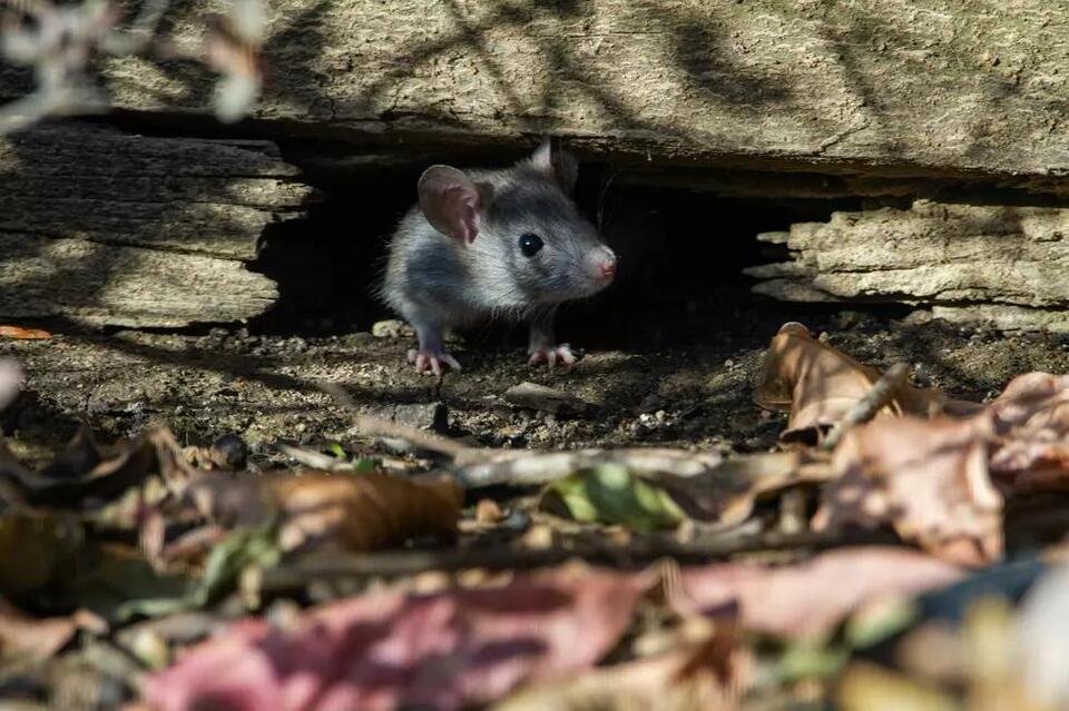 2 PA Cities Among the Most Rat-infested in America - NewsBreak