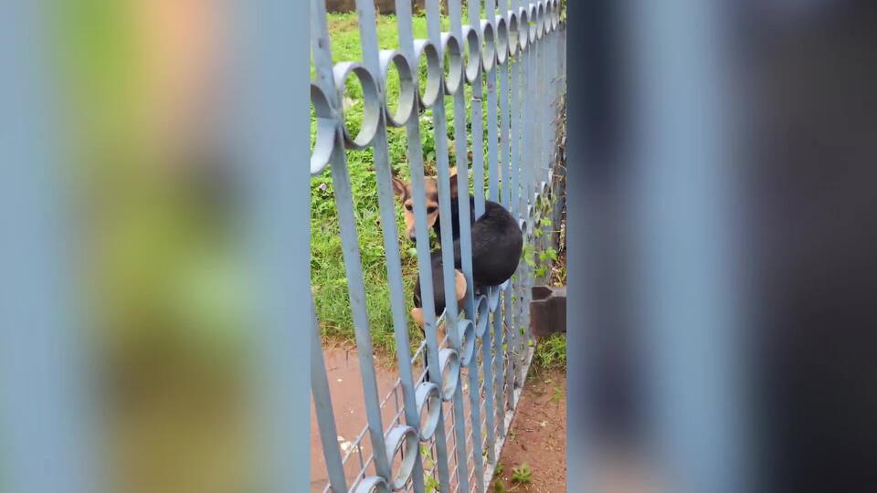 Fire crew rescues dog stuck in metal gate at church - NewsBreak