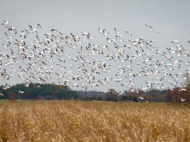 Federal snow geese hunt will allow Vermonters to bag up to 15 birds a ...