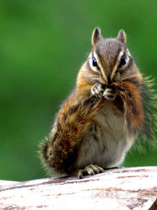 What Does Chipmunk Poop Tell Us? - NewsBreak