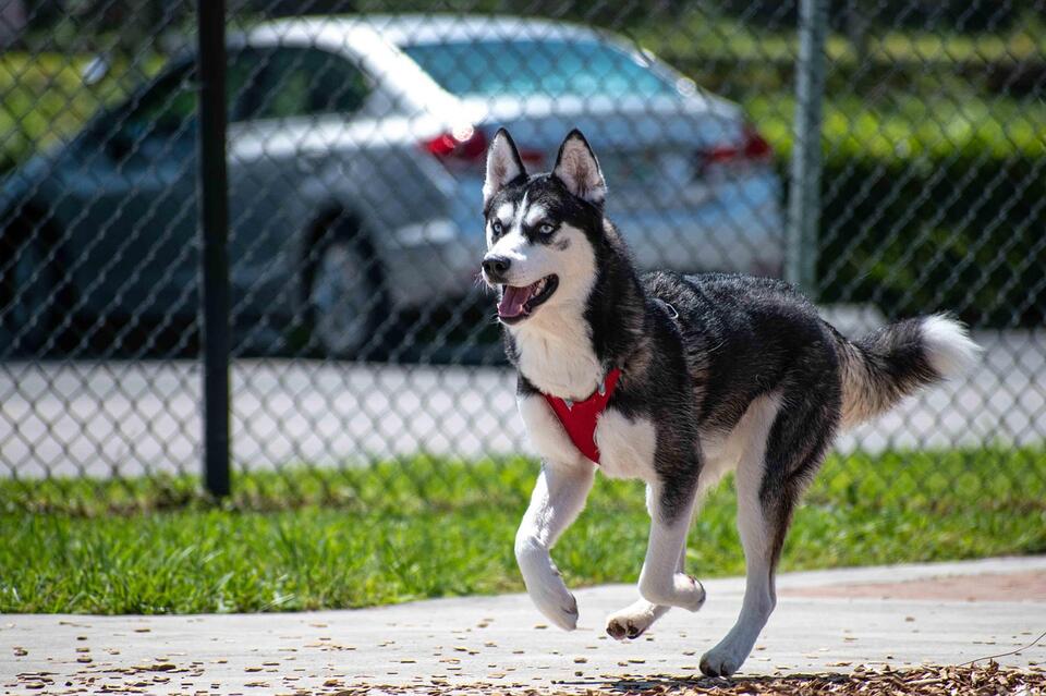 6 Major Challenges New Owners Face With a Husky - NewsBreak