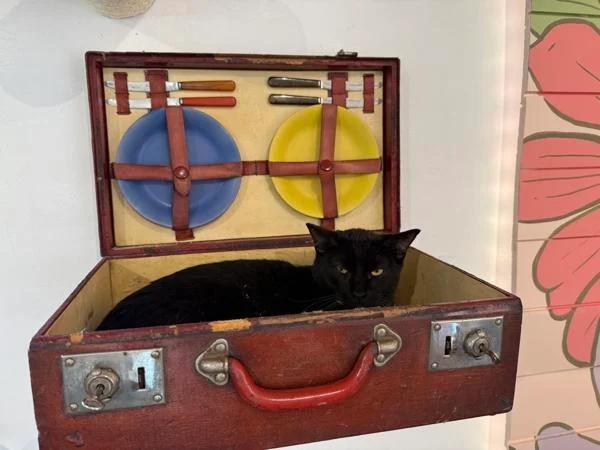 Don't Stress Meowt cat café holds grand opening in Tulsa - NewsBreak