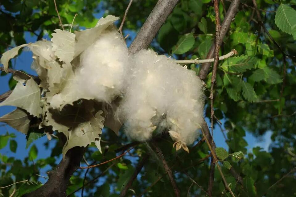 What’s That Fluffy White Stuff Floating Thru The Air in Illinois ...