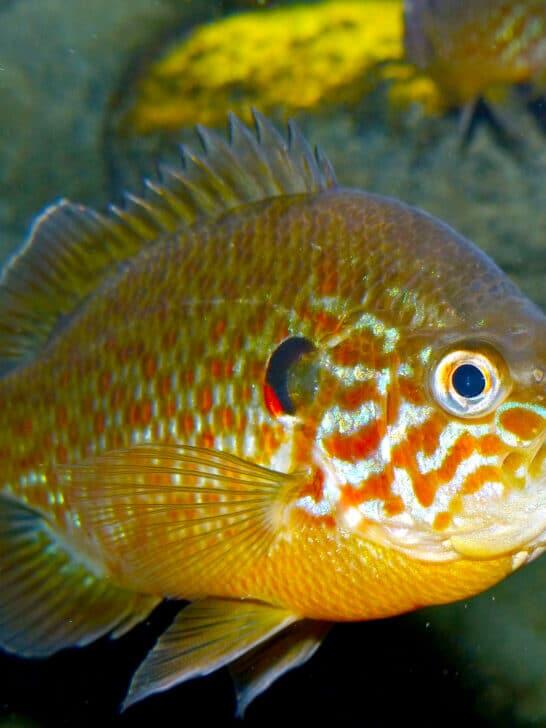 15 Most Beautiful Fish Found in American Lakes - NewsBreak