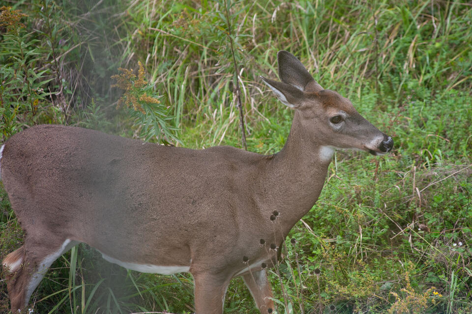 Vermont Fish and Wildlife Board approves new deer rules, adding does to ...